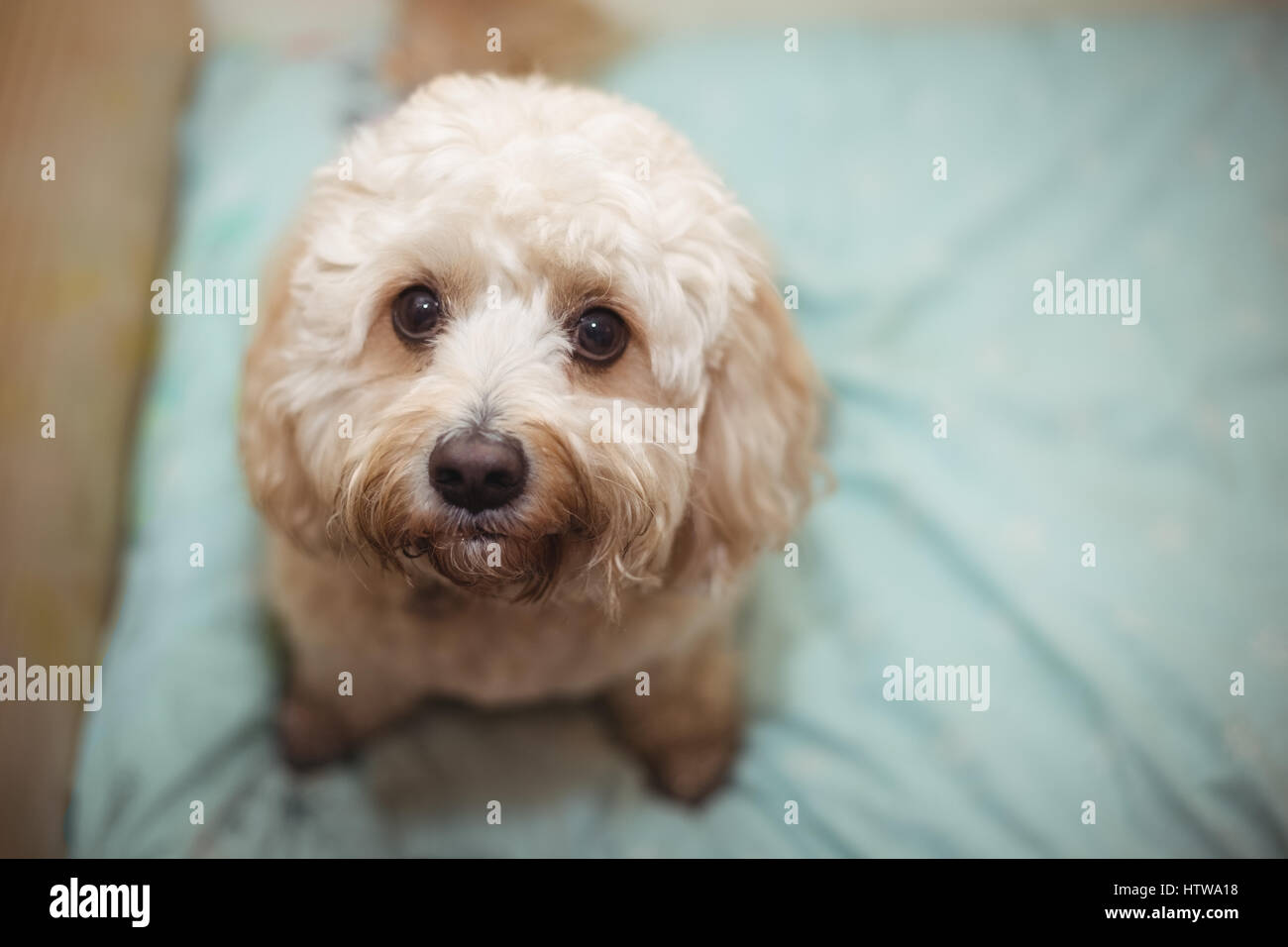 Close up toy poodle puppy hi-res stock photography and images - Alamy