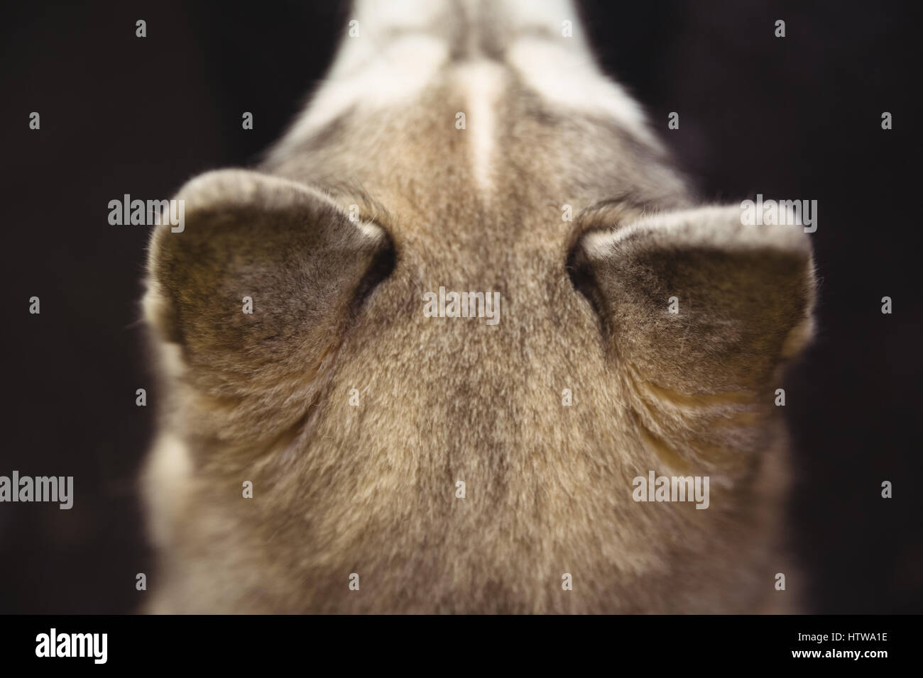 Ears of siberian husky Stock Photo - Alamy