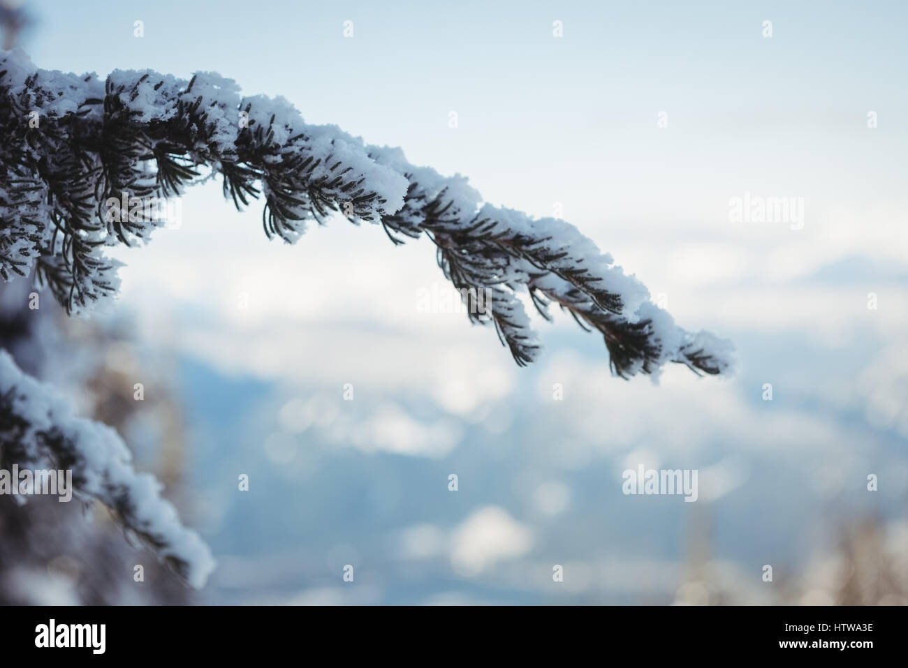 Close up branch conifer pine hi-res stock photography and images - Alamy