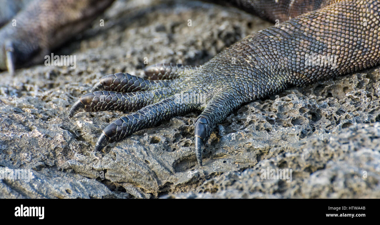 The clawed foot of a Galapagos Marine Iguana Stock Photo - Alamy