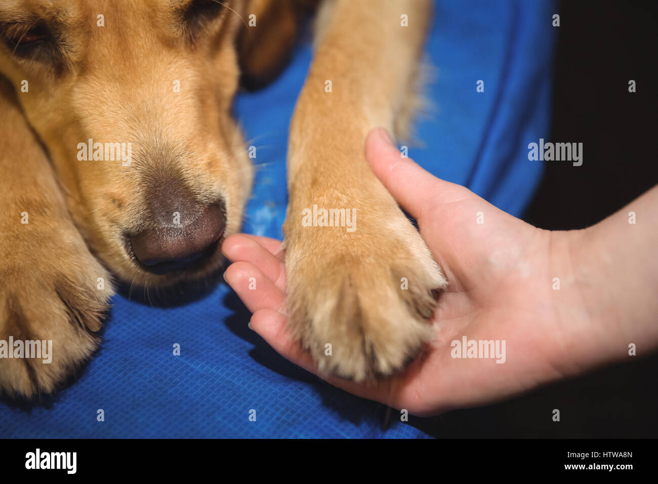 Woman holding paw of golden retriever Stock Photo - Alamy