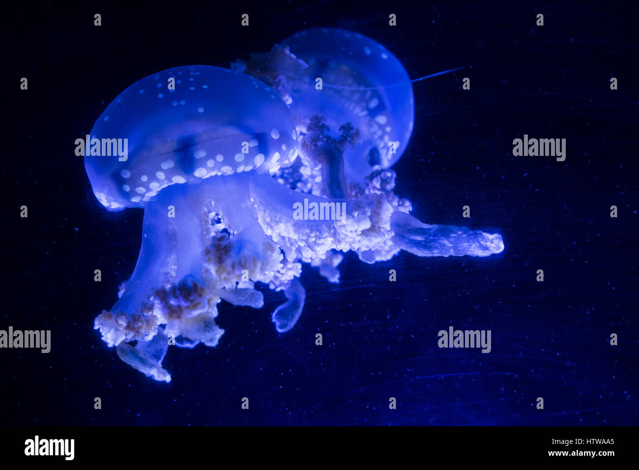 Panda underwater animal zoo hi-res stock photography and images - Alamy