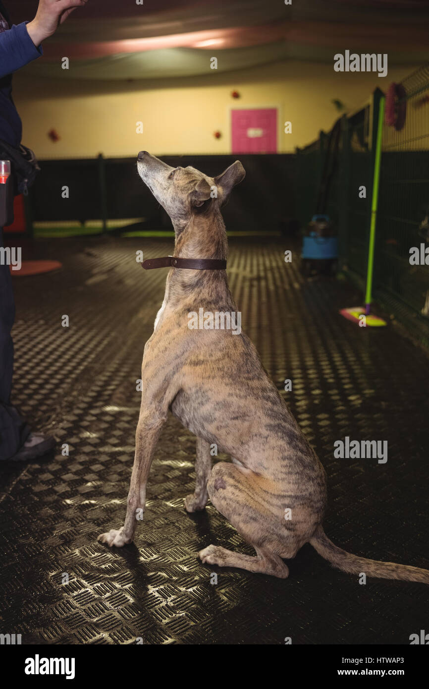 Curious greyhound dog looking up Stock Photo - Alamy