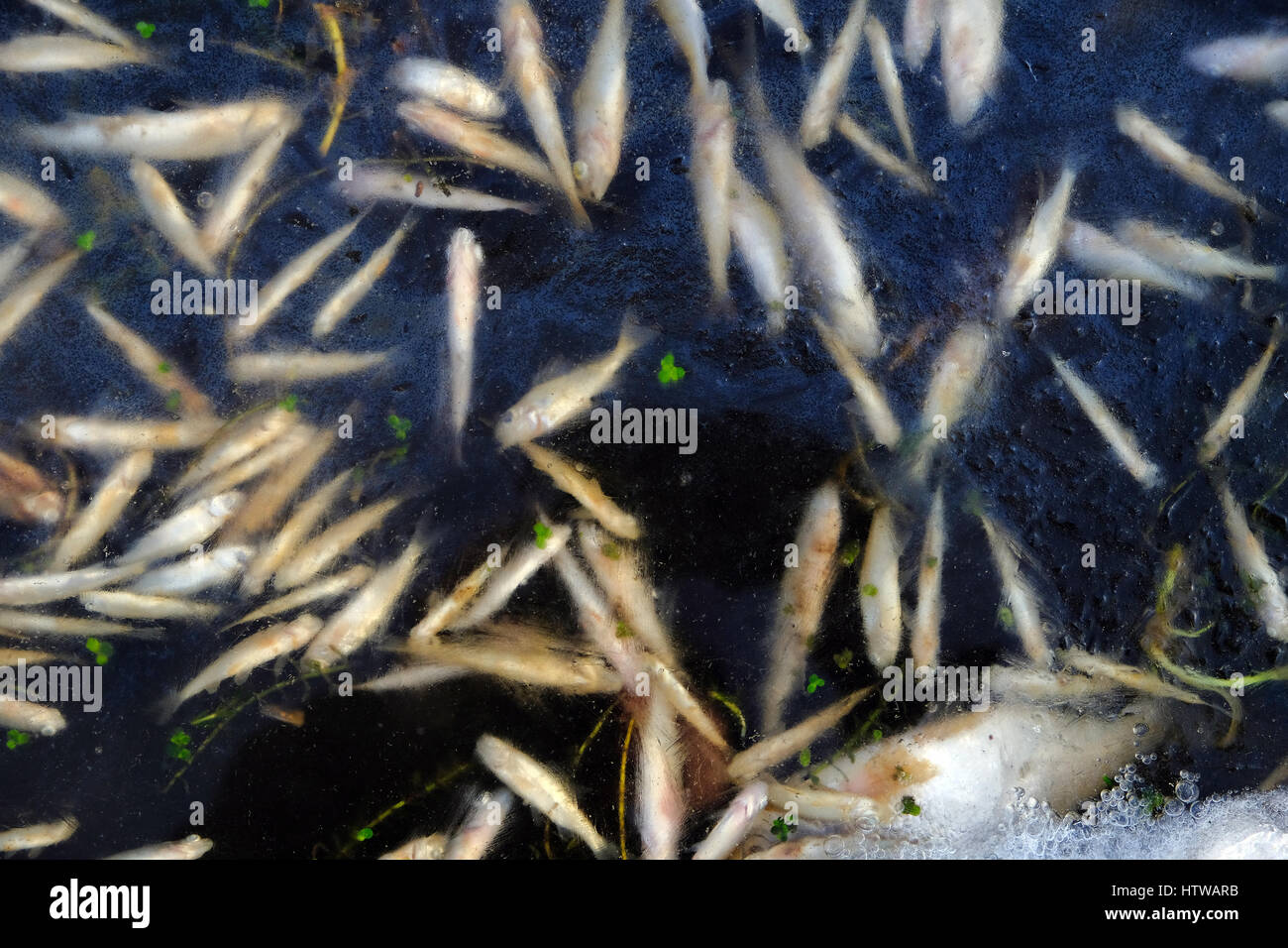 Dead fish under the thin ice, overhead shot, concept of nature disaster ...