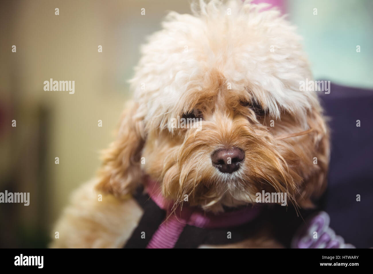 Close up toy poodle puppy hi-res stock photography and images - Alamy