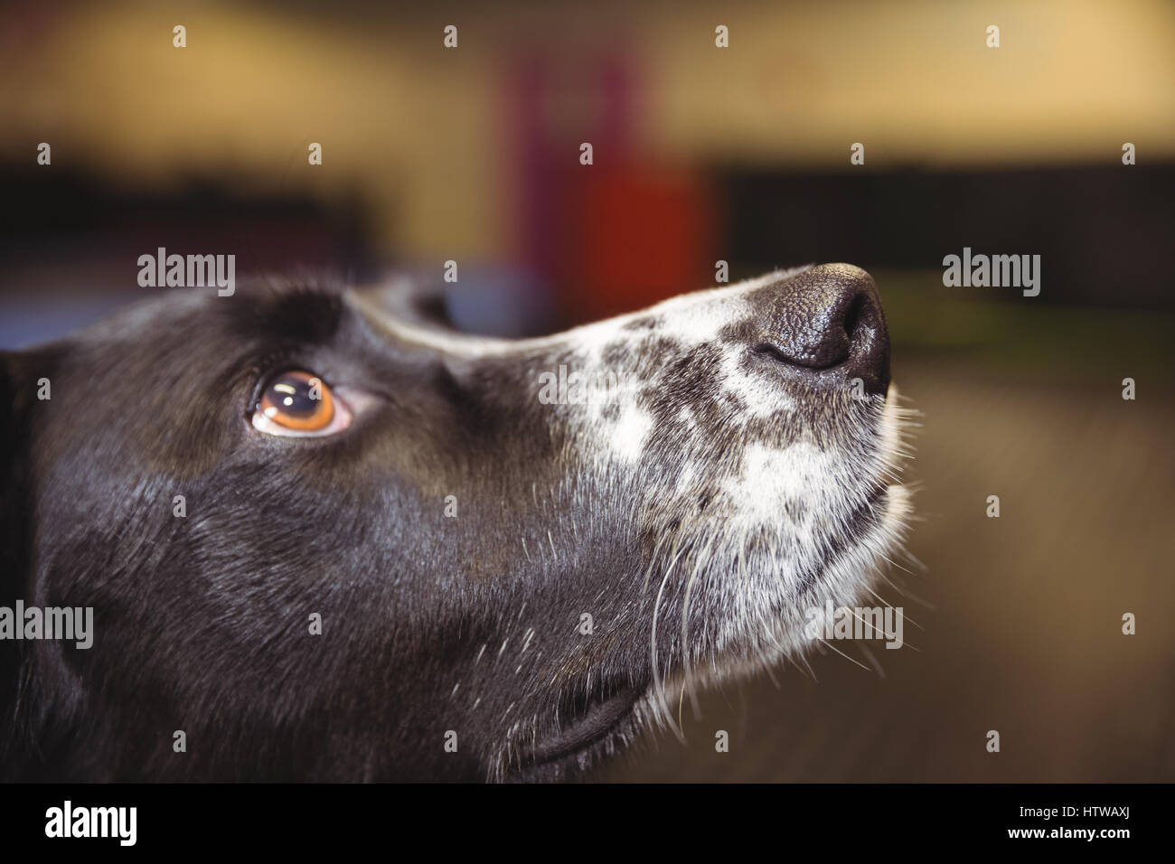 Curious dog looking up Stock Photo - Alamy