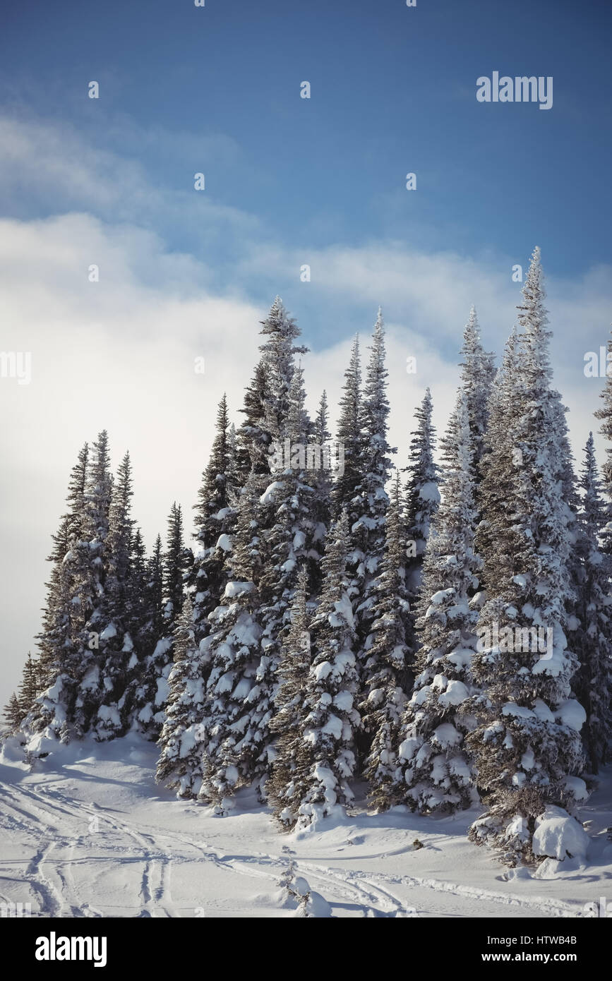 Snow covered pine trees on the alp mountain Stock Photo - Alamy