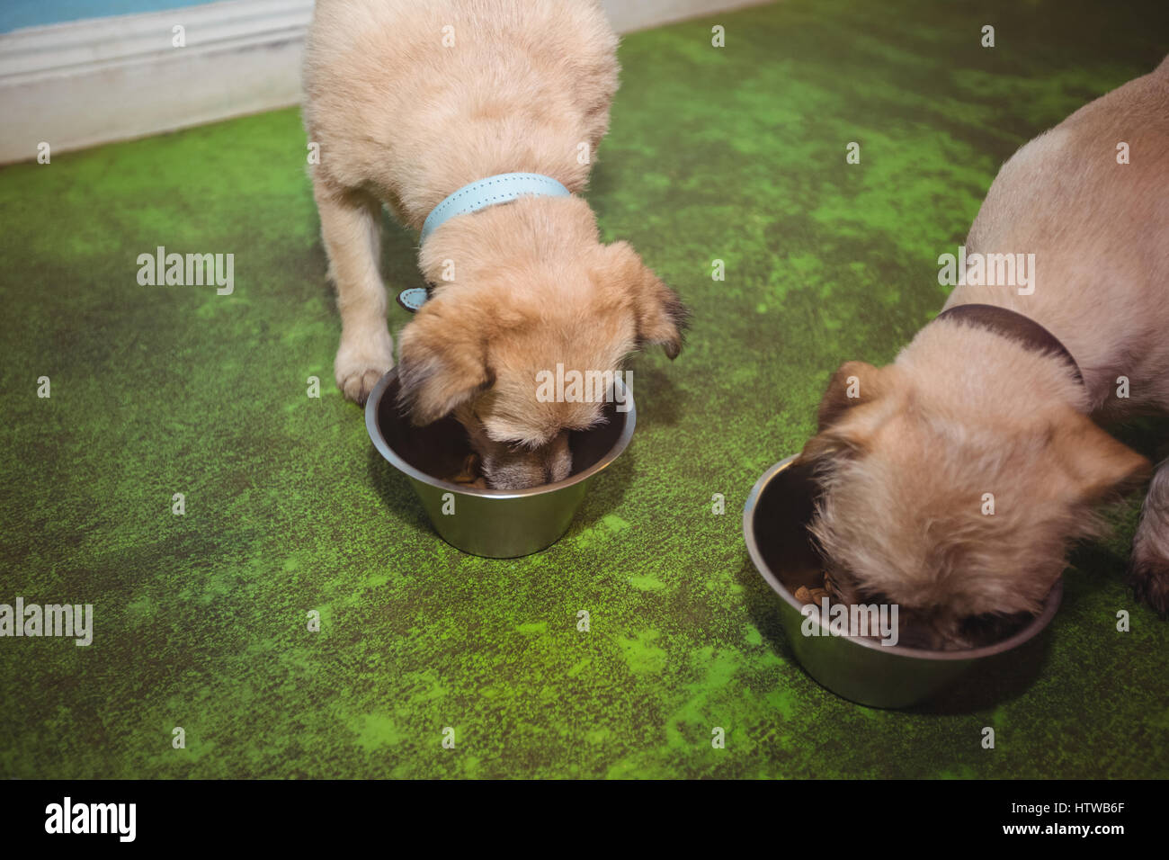 Two puppies hi-res stock photography and images - Alamy
