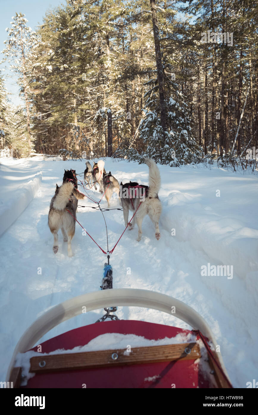 Can 1 Husky Pull Sled
