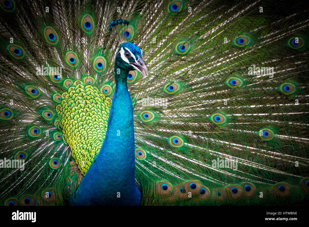 Peacock spreading tail Stock Photo - Alamy