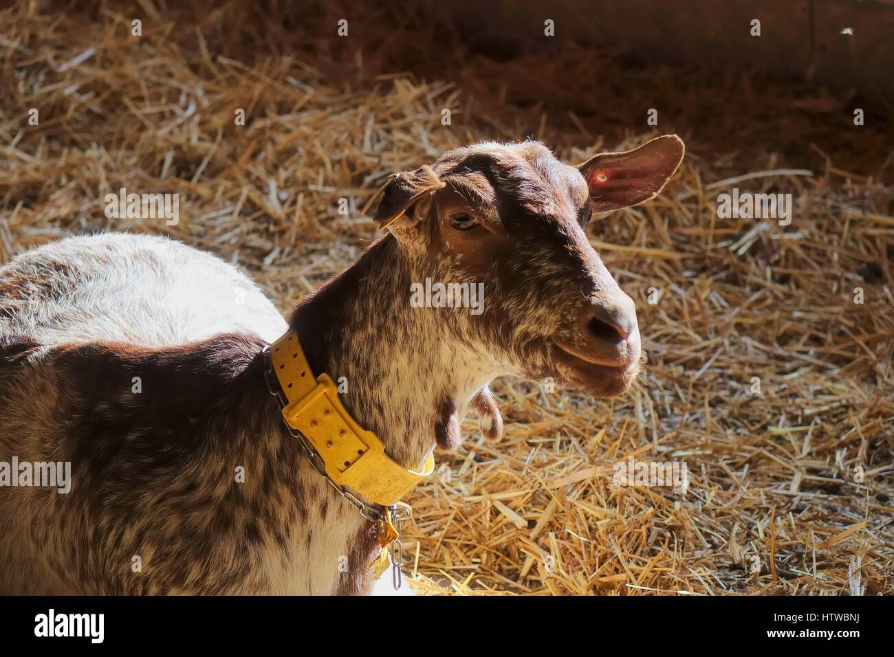 Milk goat hi-res stock photography and images - Alamy