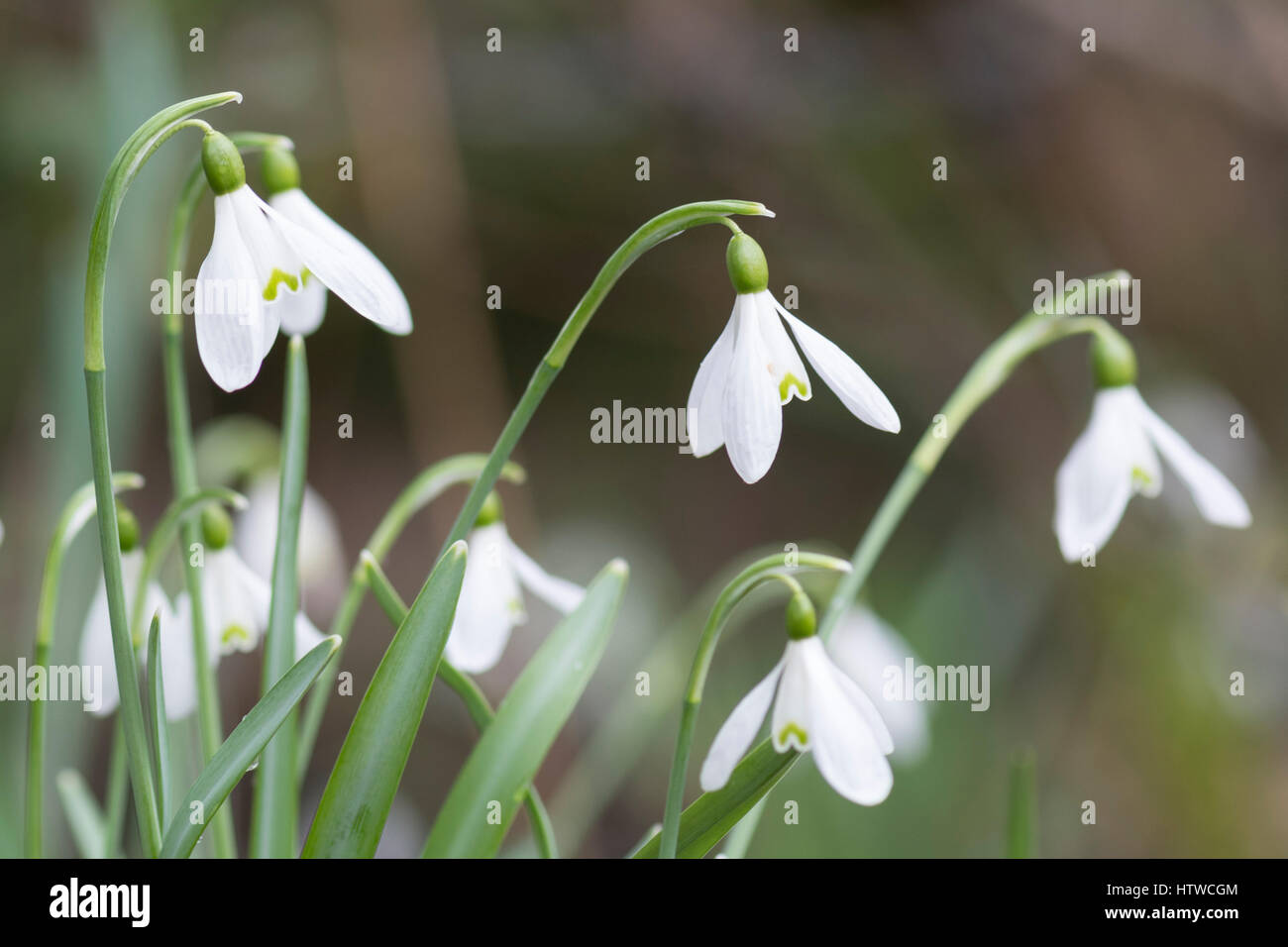 snowdrops in the grass in winter time Stock Photo - Alamy