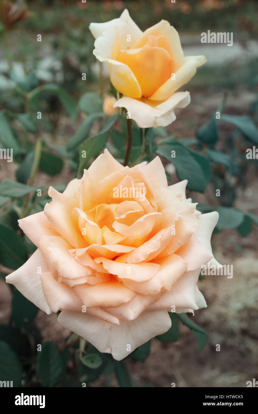 cream rose on a dark background Stock Photo - Alamy