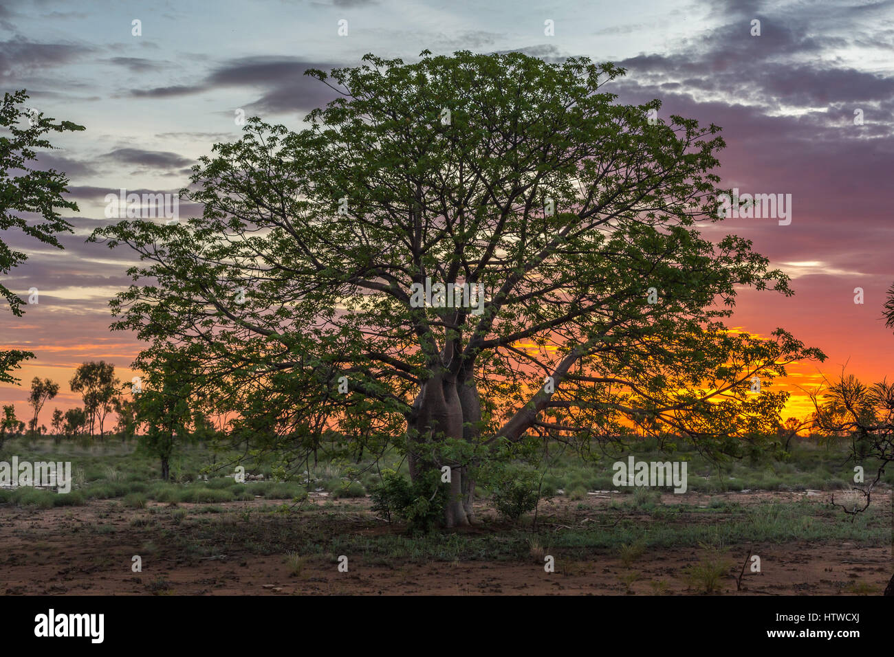 Silhouette of boab tree hi-res stock photography and images - Alamy