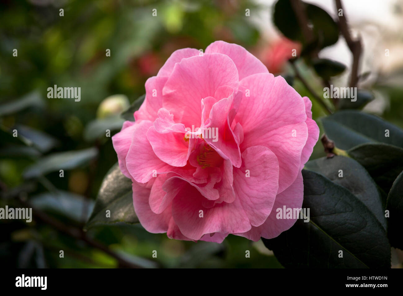 Camelia rosa hi-res stock photography and images - Alamy