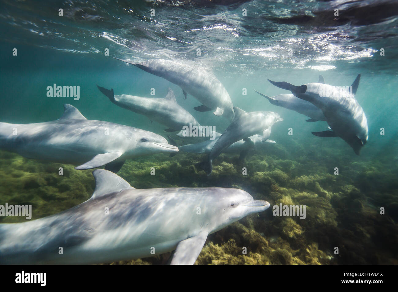 Bottlenose dolphin australia hi-res stock photography and images - Alamy