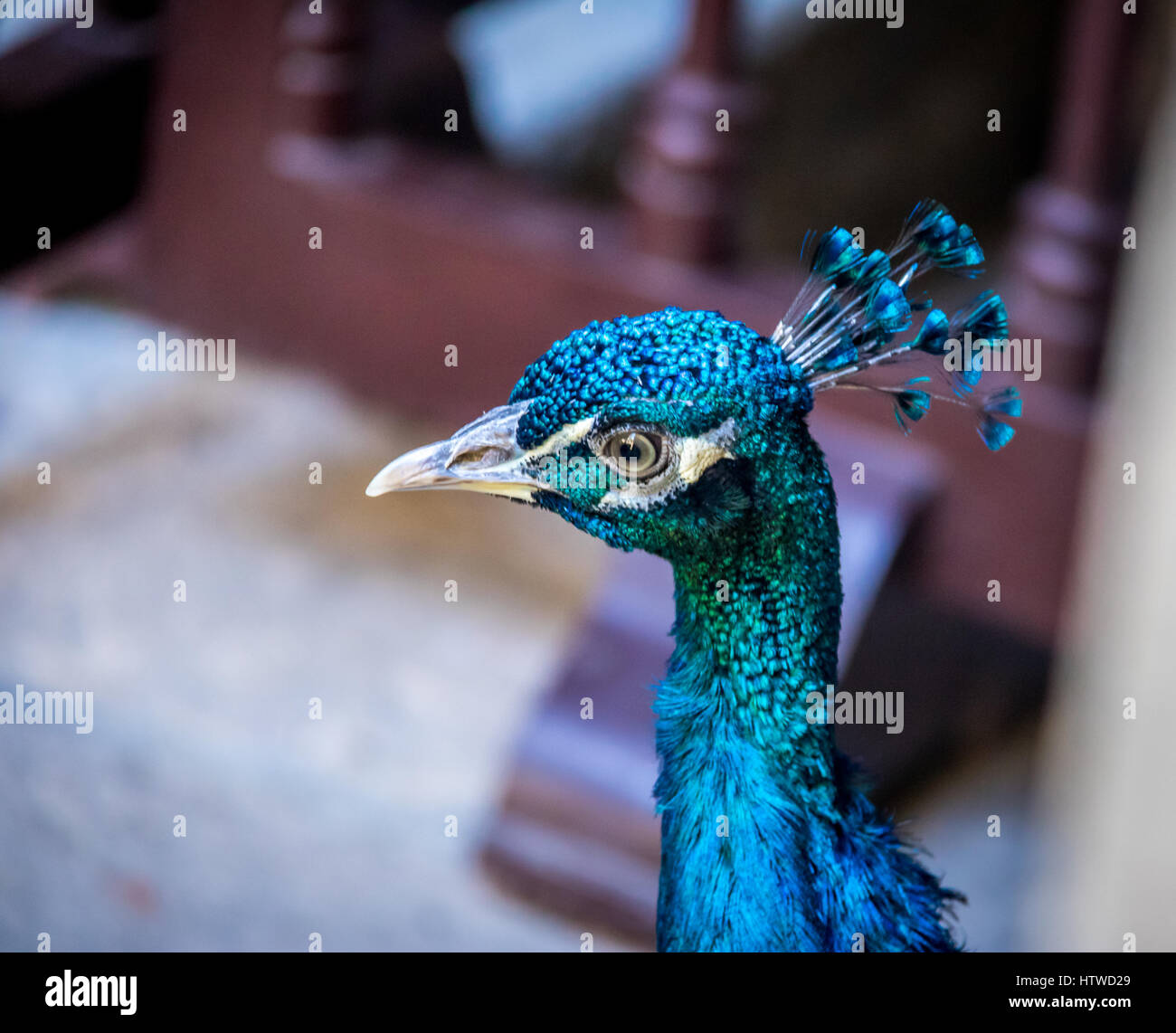 Peacock bright plumage hi-res stock photography and images - Alamy