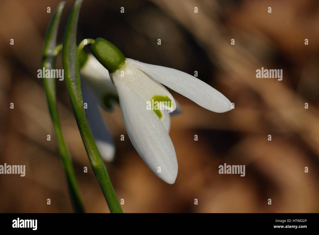 harbinger of spring Stock Photo - Alamy