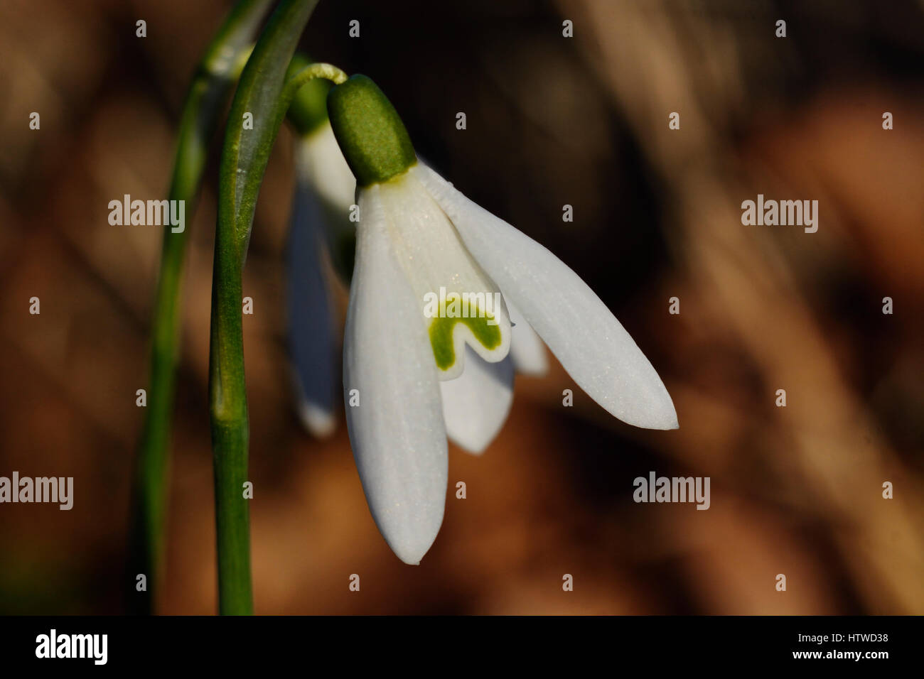 harbinger of spring Stock Photo - Alamy