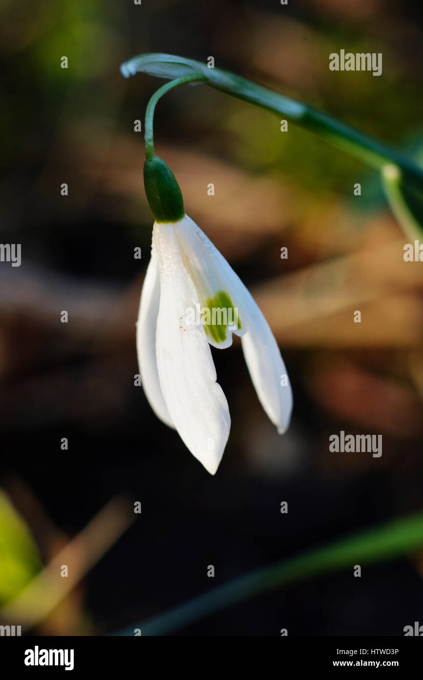 harbinger of spring Stock Photo - Alamy
