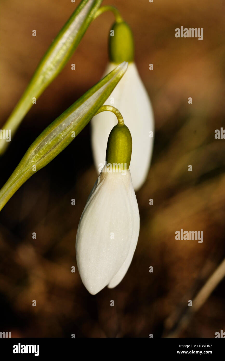harbinger of spring Stock Photo - Alamy