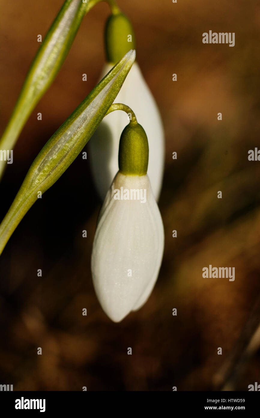 harbinger of spring Stock Photo - Alamy
