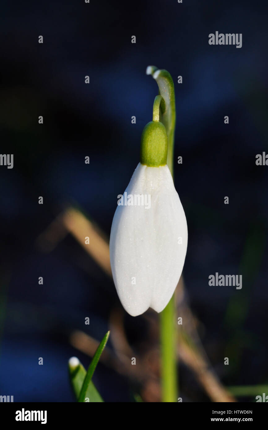harbinger of spring Stock Photo - Alamy