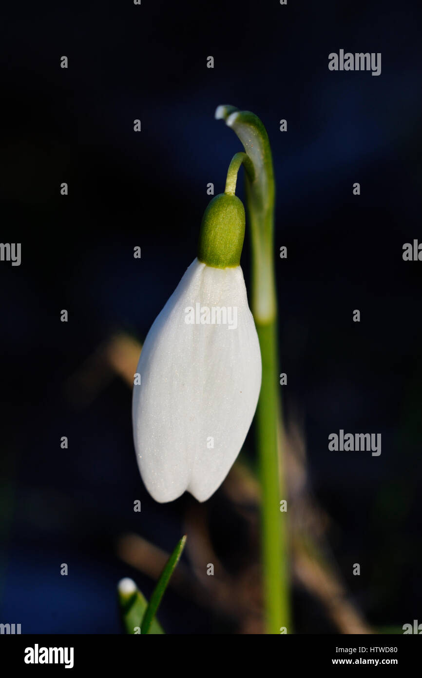 harbinger of spring Stock Photo - Alamy