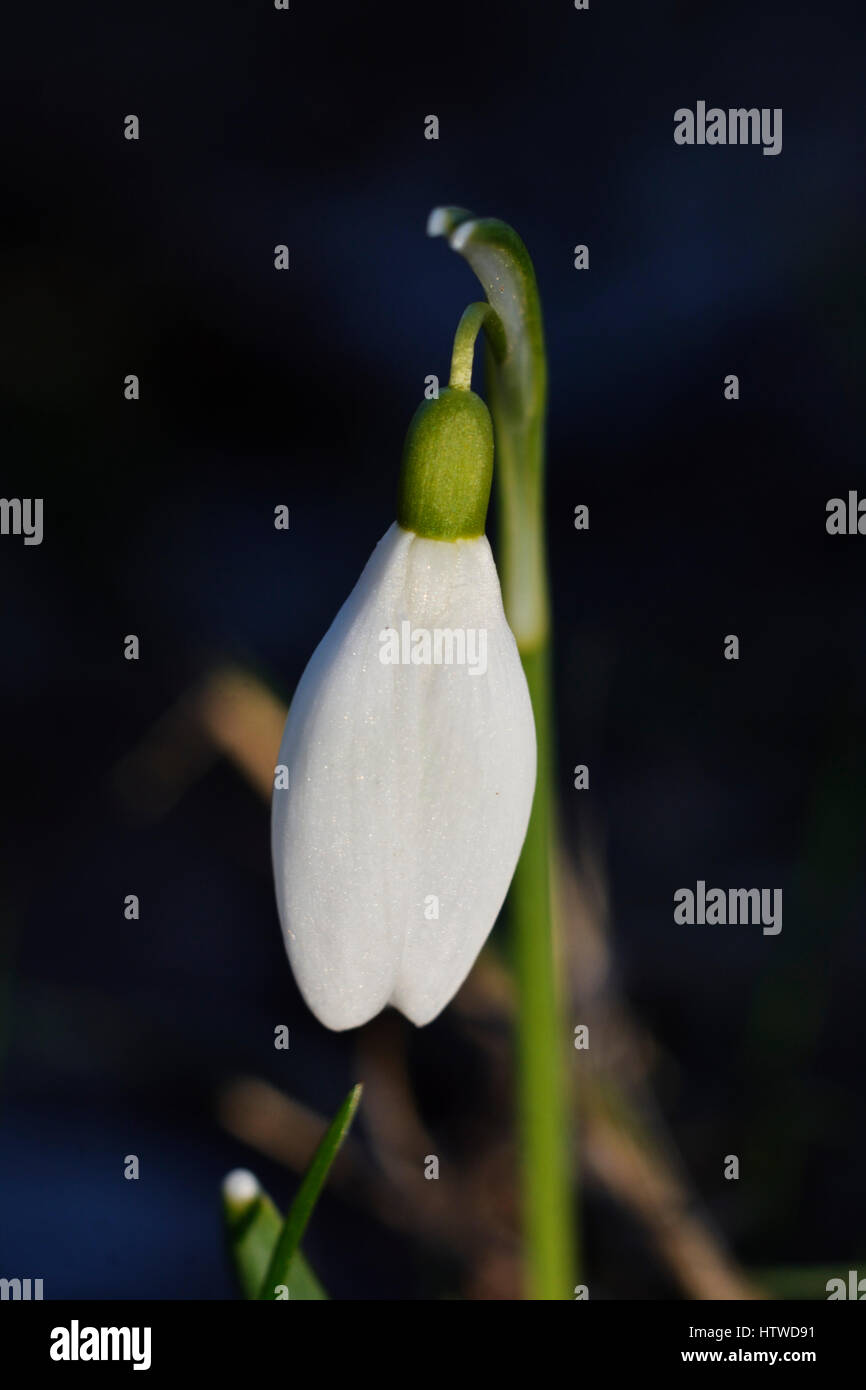 harbinger of spring Stock Photo - Alamy
