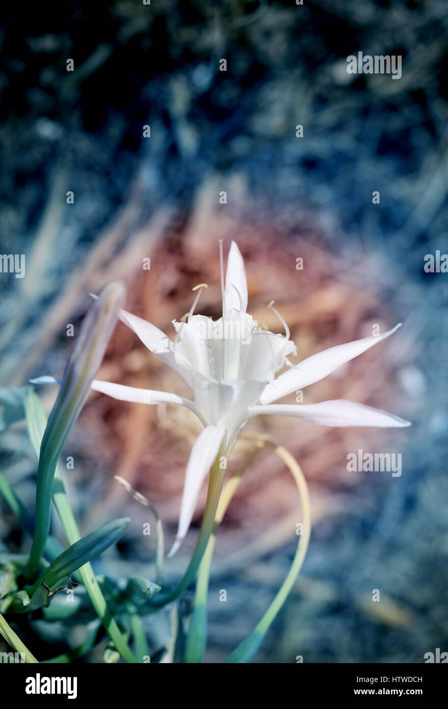Photo of a beautiful white flower in Turkey Stock Photo - Alamy