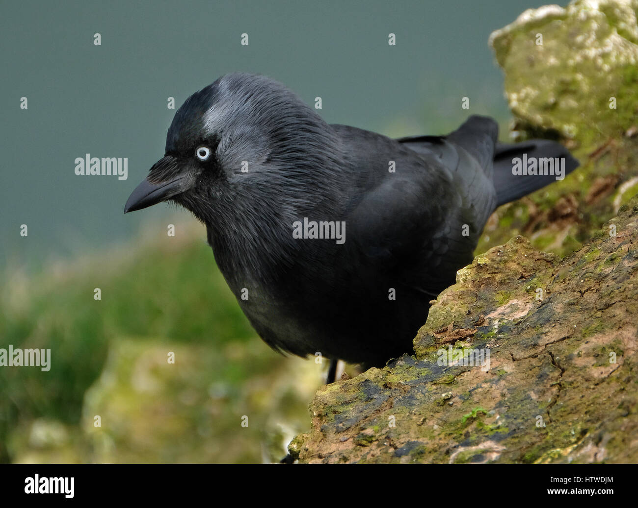 The western jackdaw, also known as the Eurasian jackdaw, European ...