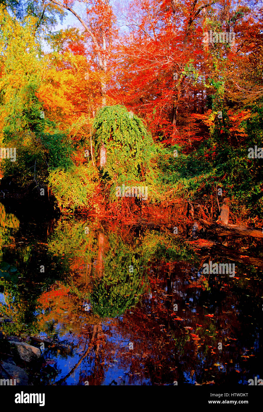 Rock Creek Park fall foliage near Peirce Mill Washington DC., October ...