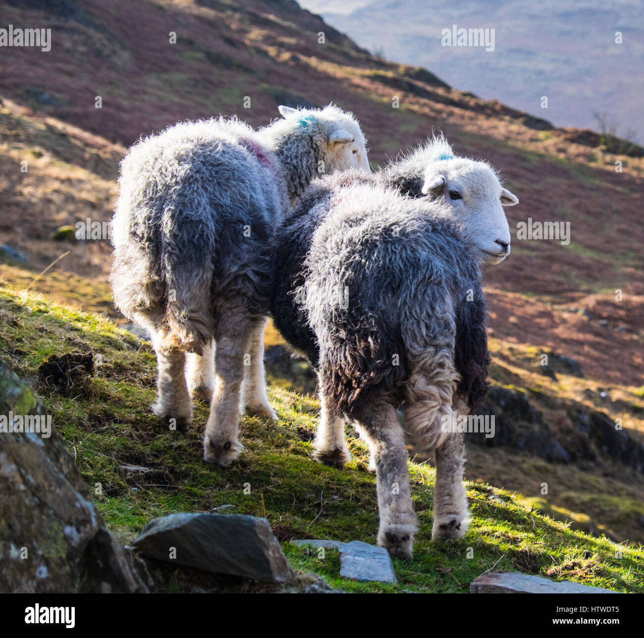 Hardy sheep breed hi-res stock photography and images - Alamy