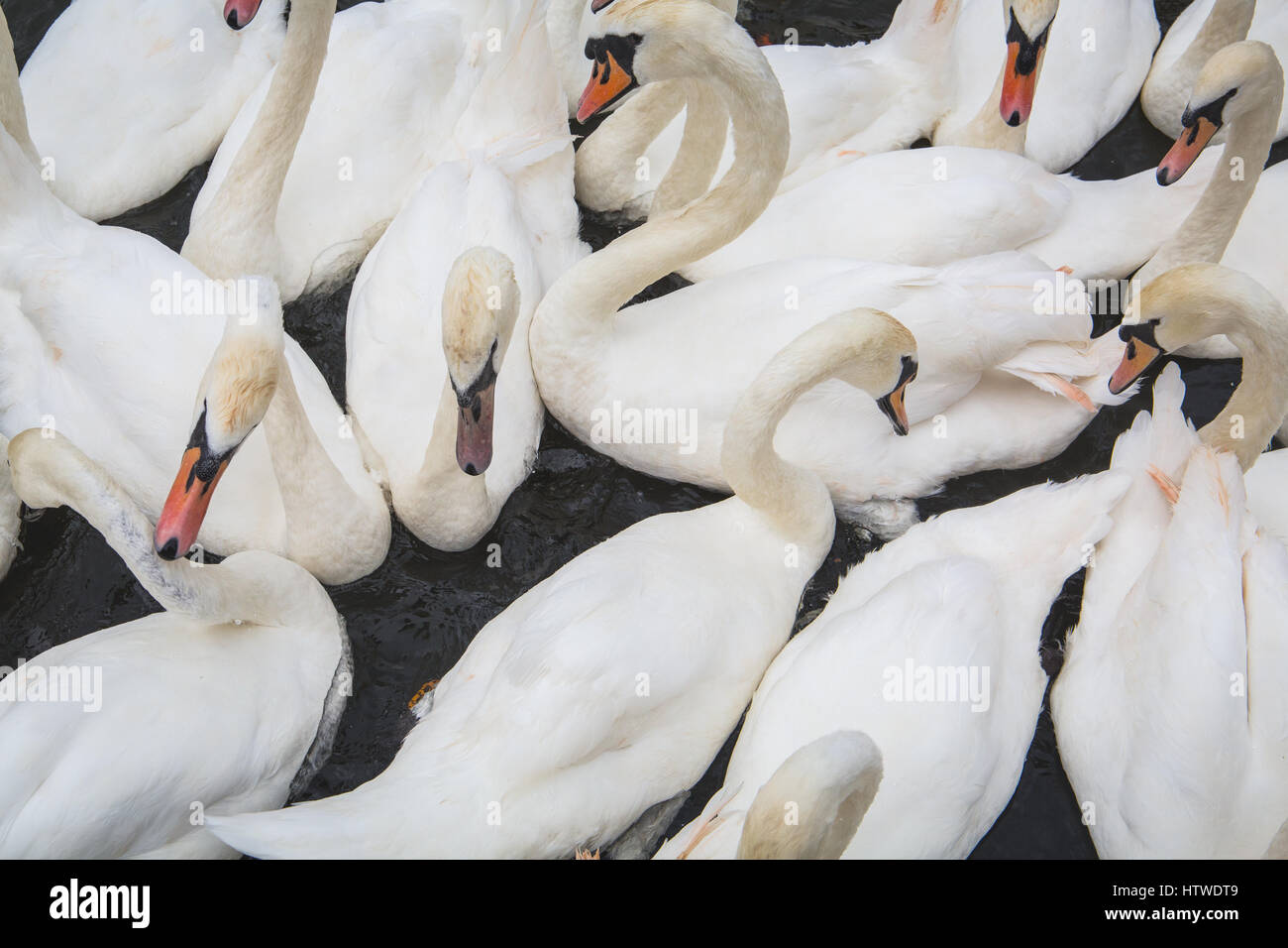 Pack of swans hi-res stock photography and images - Alamy