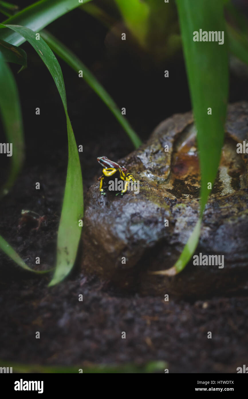 Yellow and black poison dart frog (poison arrow frog) Dendrobatidae ...