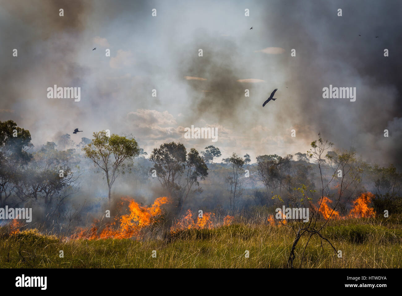 Australian wild fire hi-res stock photography and images - Alamy
