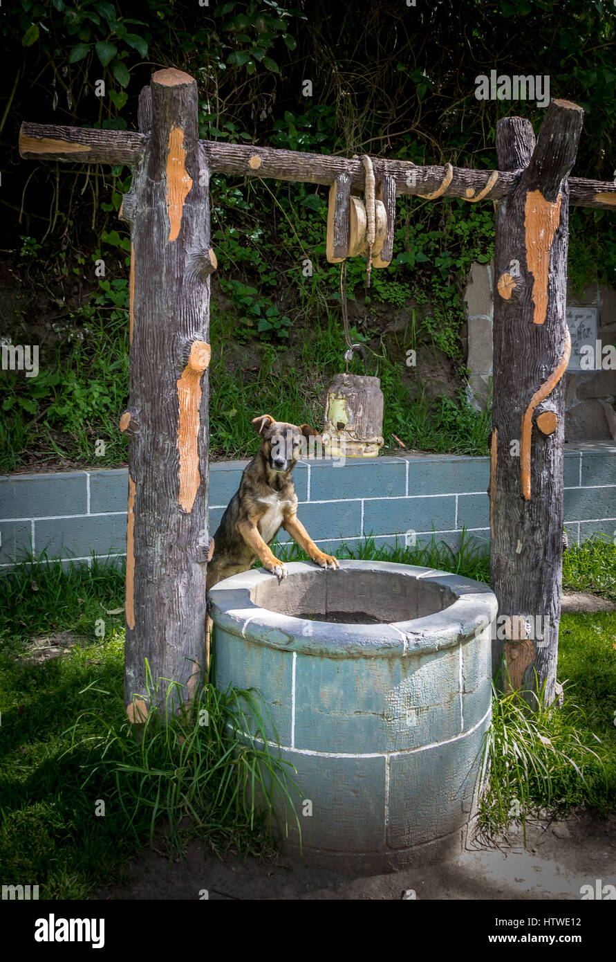 Dog looking into a water well Stock Photo - Alamy