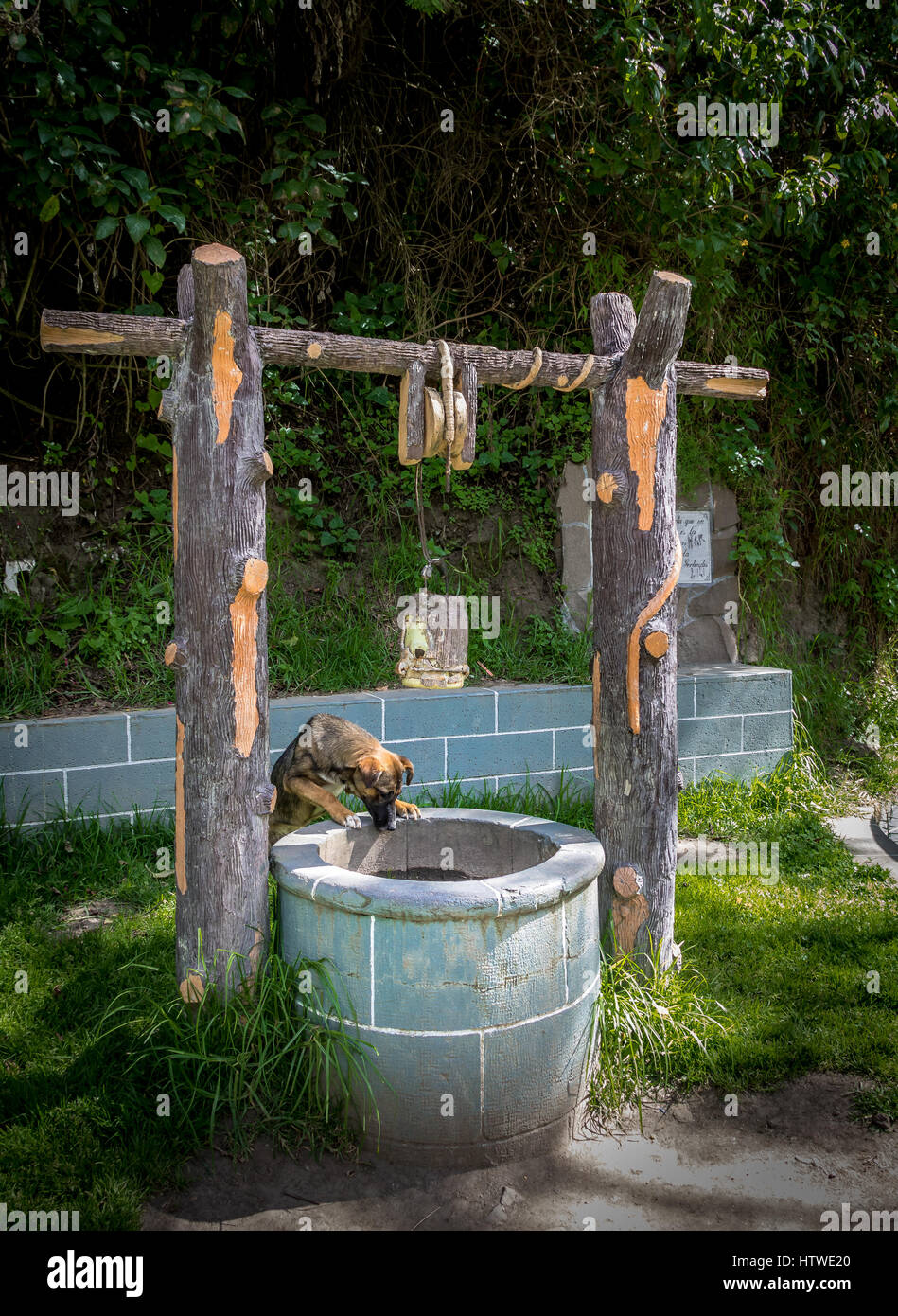 Dog looking into a water well Stock Photo - Alamy