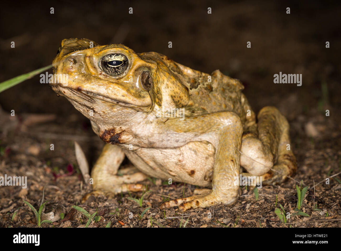 Cane toad hi-res stock photography and images - Alamy