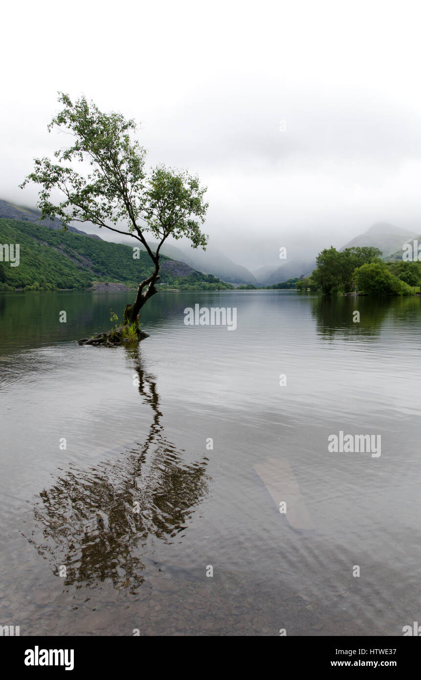 Lone tree and view from The Lagoons, Llyn Padarn, Llanberis, North ...