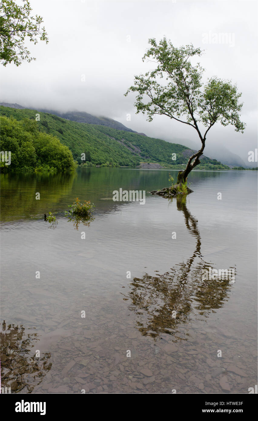 Lone tree and view from The Lagoons, Llyn Padarn, Llanberis, North ...