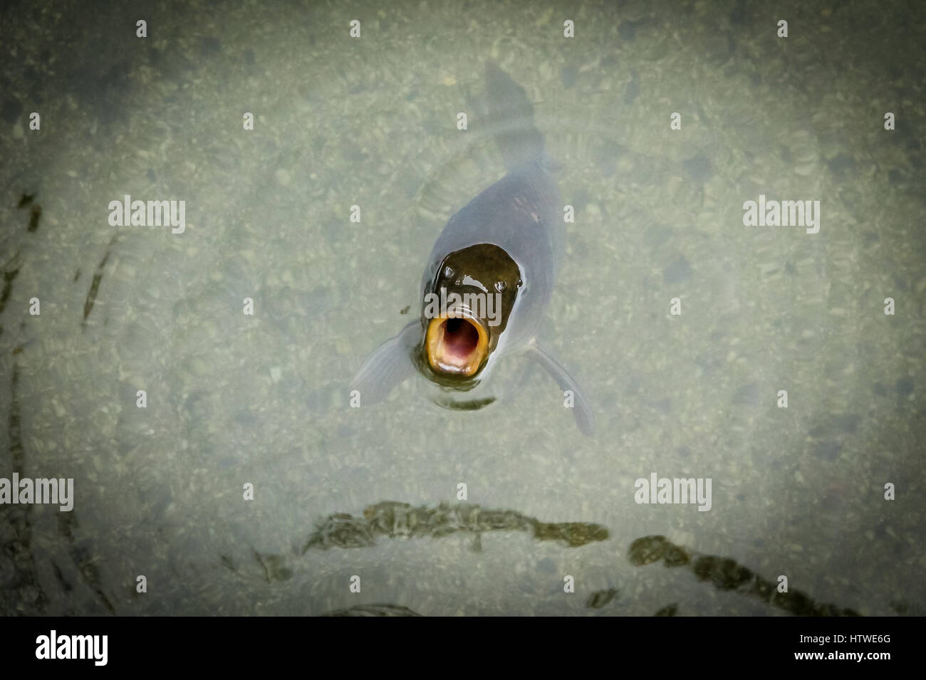 Open mouth carp hi-res stock photography and images - Alamy