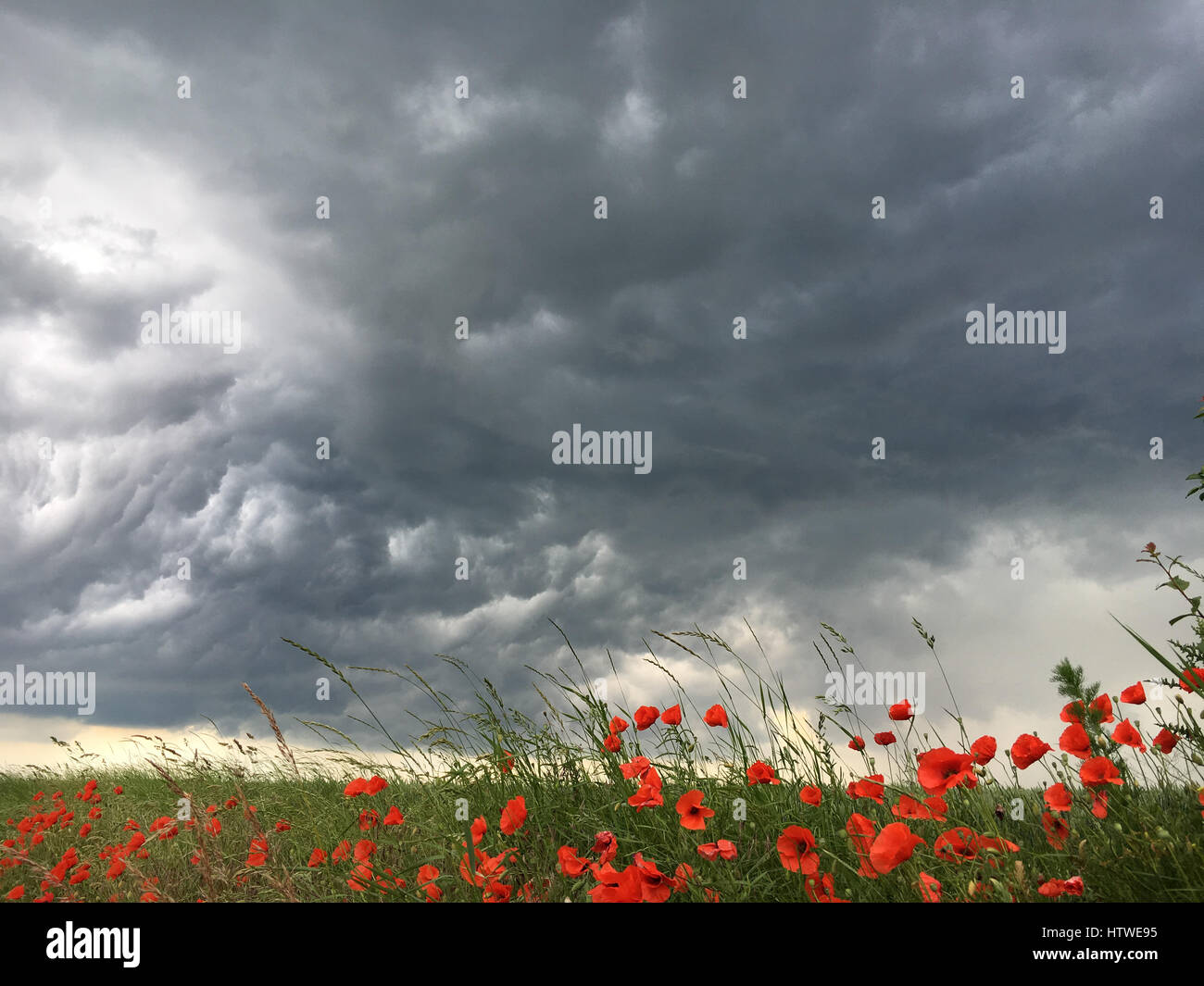 Poppies in a storm Stock Photo - Alamy