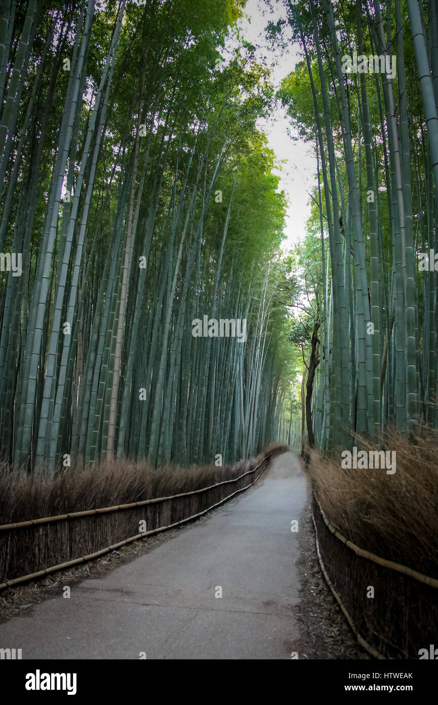 Kyoto forest trail hi-res stock photography and images - Alamy