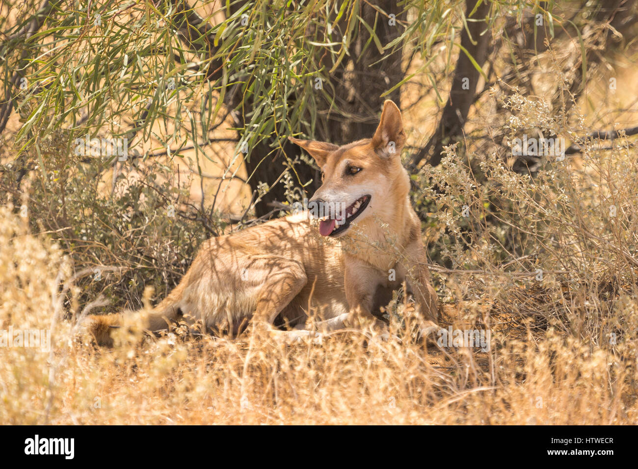 Dingo teeth hi-res stock photography and images - Alamy