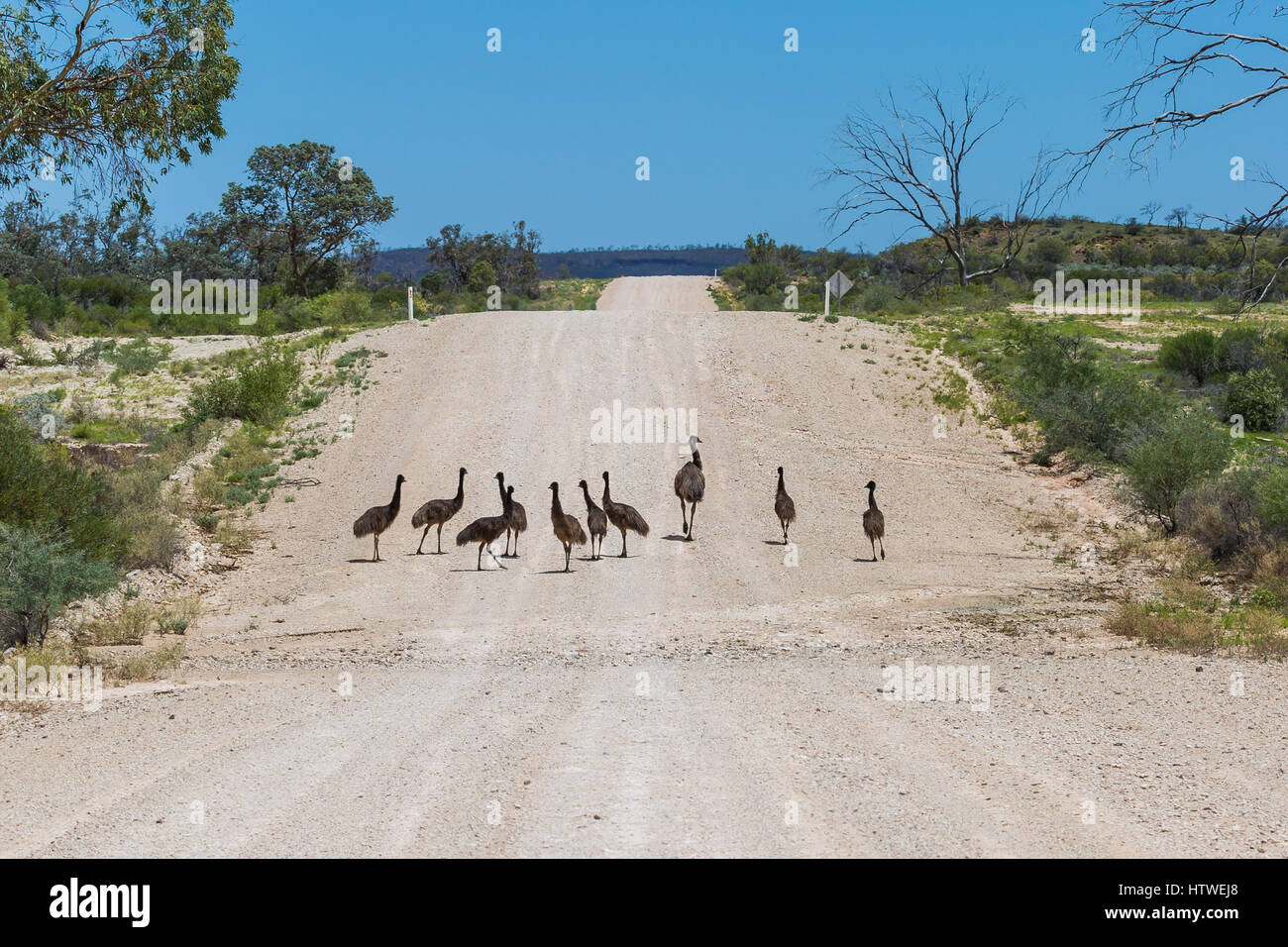 Emu australia hi-res stock photography and images - Alamy
