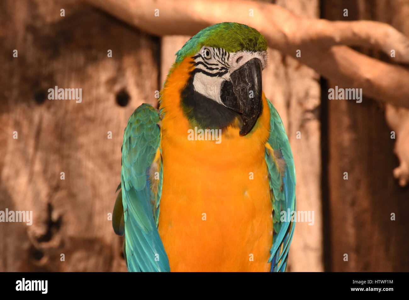 Green and yellow Mccaw Stock Photo - Alamy