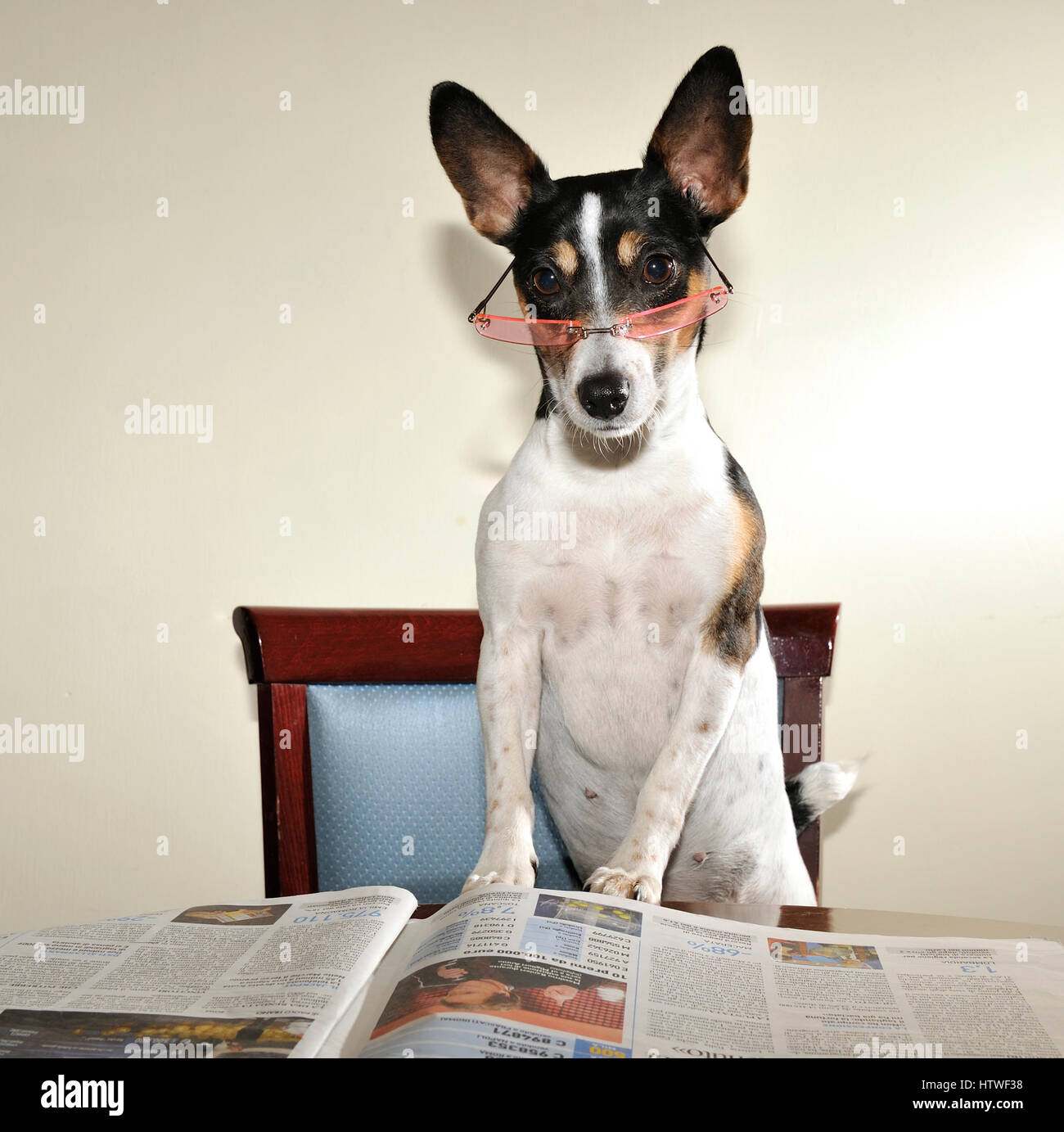 Portrait of Jack Russell dog reading book Stock Photo - Alamy