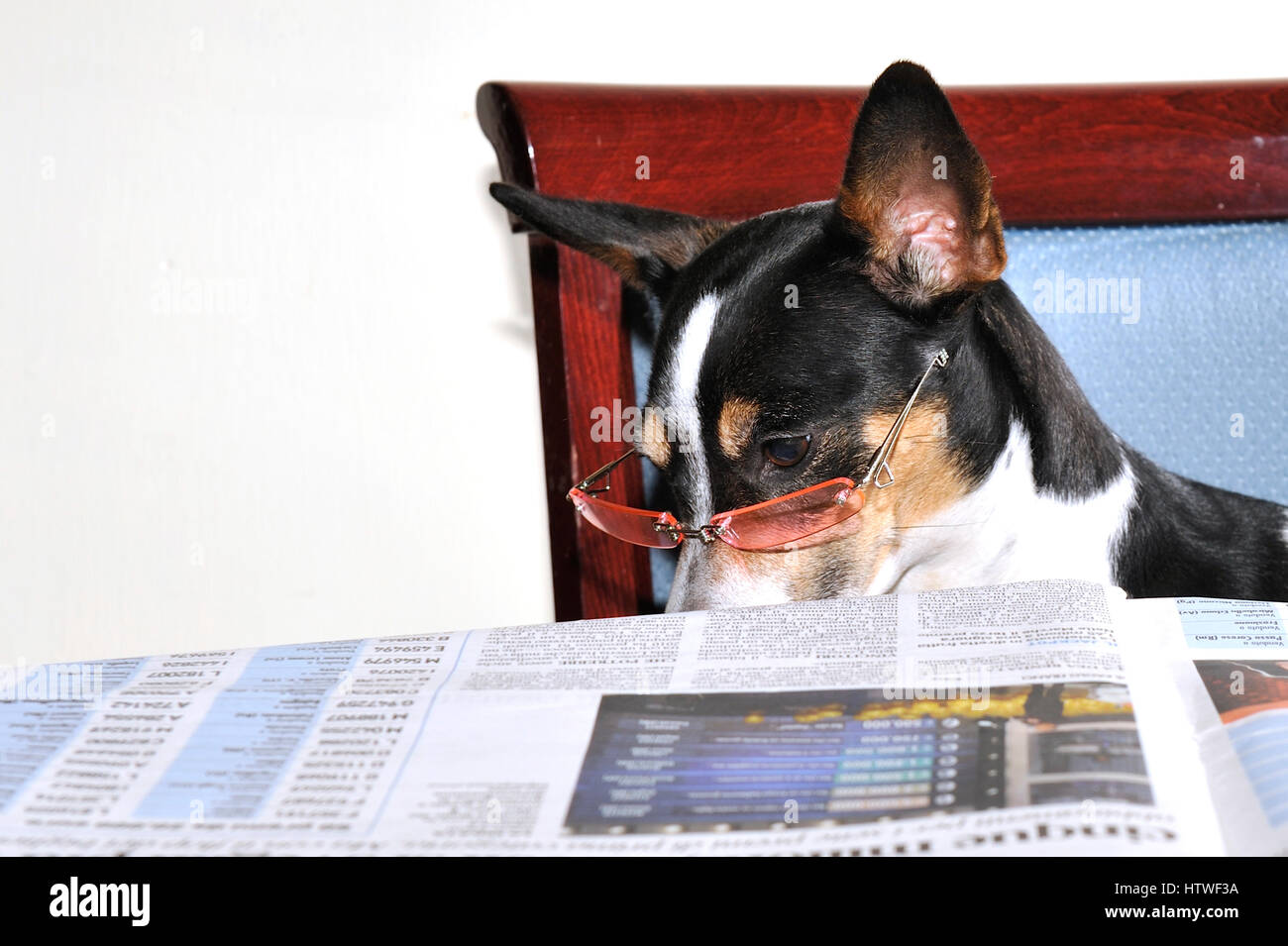 Portrait of Jack Russell dog reading book Stock Photo - Alamy