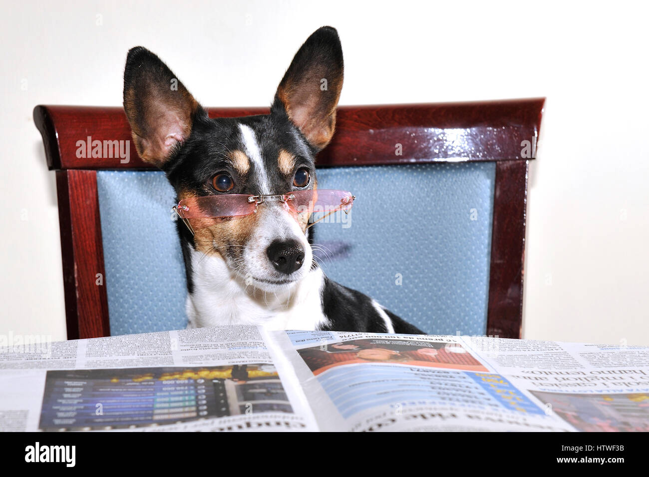 Portrait of Jack Russell dog reading book Stock Photo - Alamy